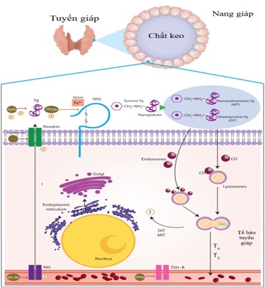 BỆNH VIỆN E - Dấu ấn miễn dịch trong bệnh lý tuyến giáp